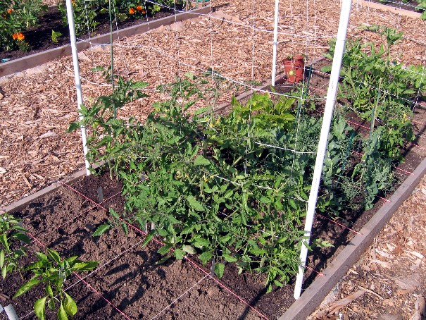 Campbell Community Garden: Training Tomato Plants