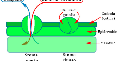 Imparare Facile: Piante: riproduzione, funzioni delle foglie e tessuti