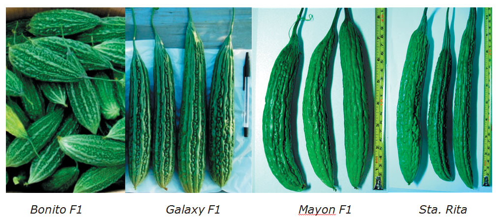 Technoguide for Ampalaya Production Part 1