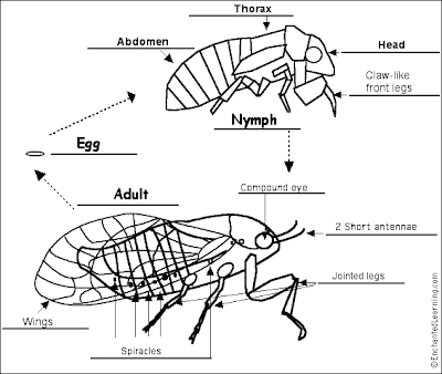 Fungi fun guys!: Cicada