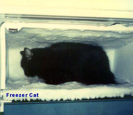 What Possessed Me???: Cat-Sitting The Meanest Cat In Creation