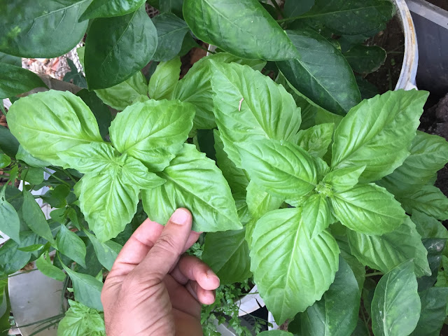 History of Basil