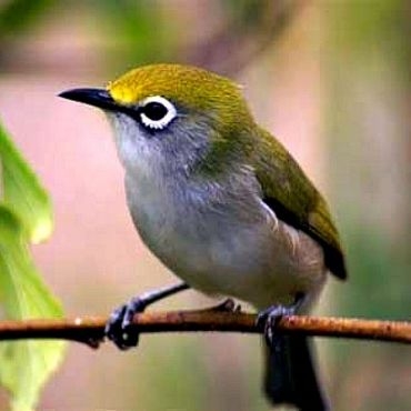 Burung Pleci, Cici Kacamata