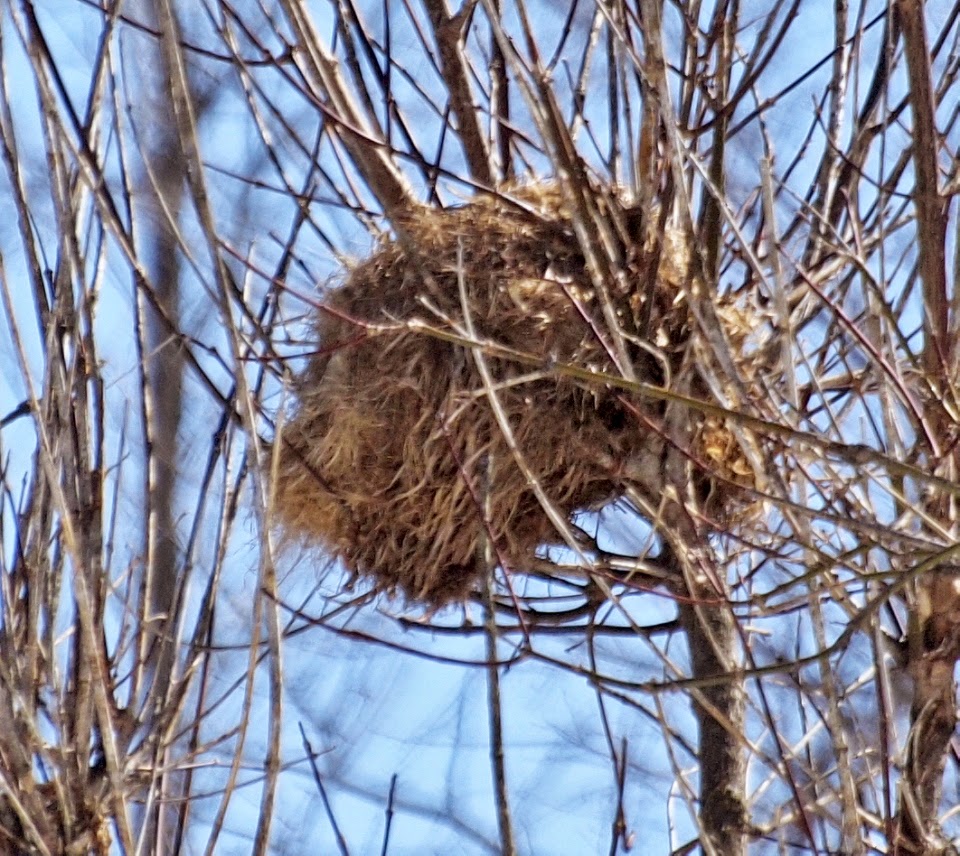 Nature Moncton Information Line: April 2 2015