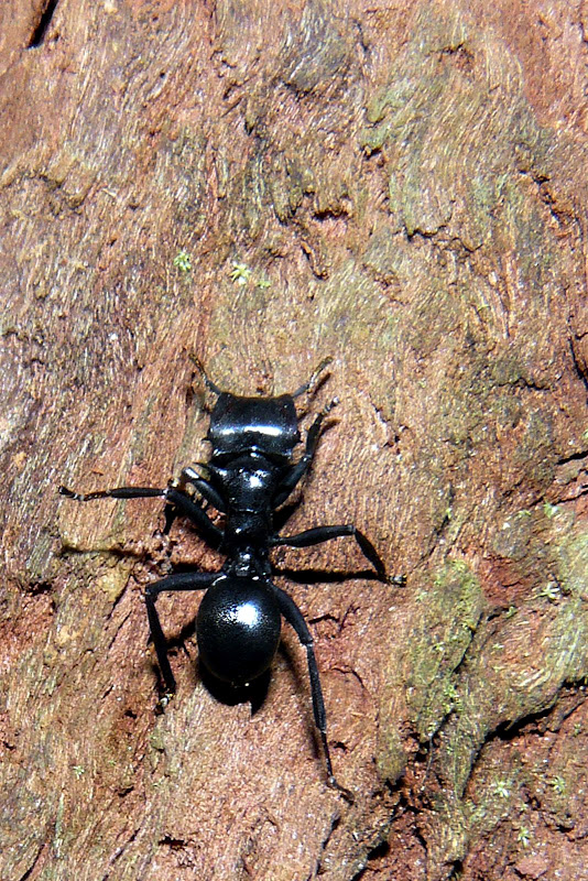 SAKO: BACHACO/ SAKO: ¿POR QUE?