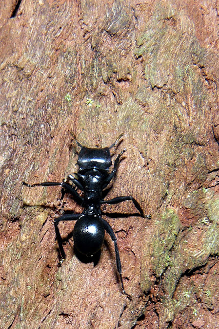 SAKO: BACHACO/ SAKO: ¿POR QUE?