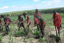 TANGANYIKA ONE: KILIMO KWANZA NA JEMBE LA MKONO