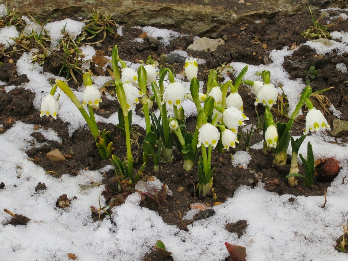 ajakaja: Hüvasti, kevad!
