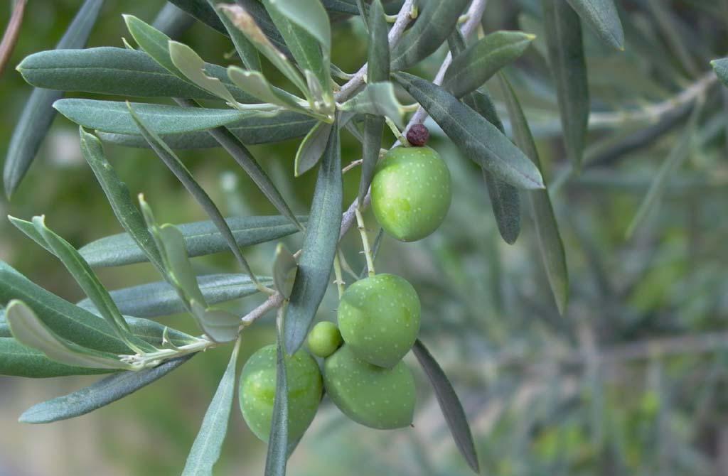 Ardes: L’Olivo (Olea Europaea)