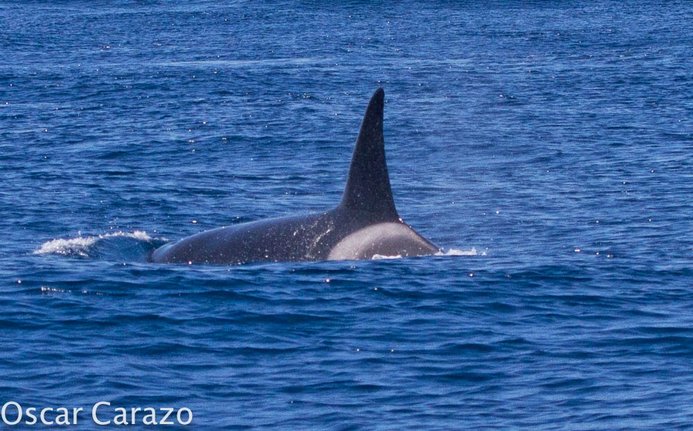 AVESANTURTZI: ORCAS Y ATUNES ROJOS