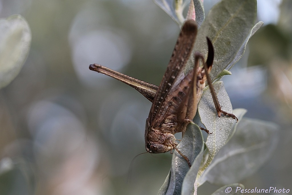 Pescalune Photo: Dectique à front blanc (Decticus albifrons), White ...