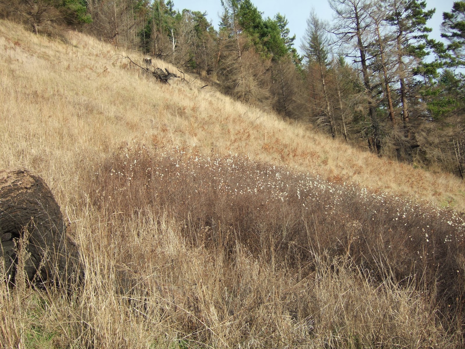 Reading the Washington Landscape: Small Prairie at Discovery Bay