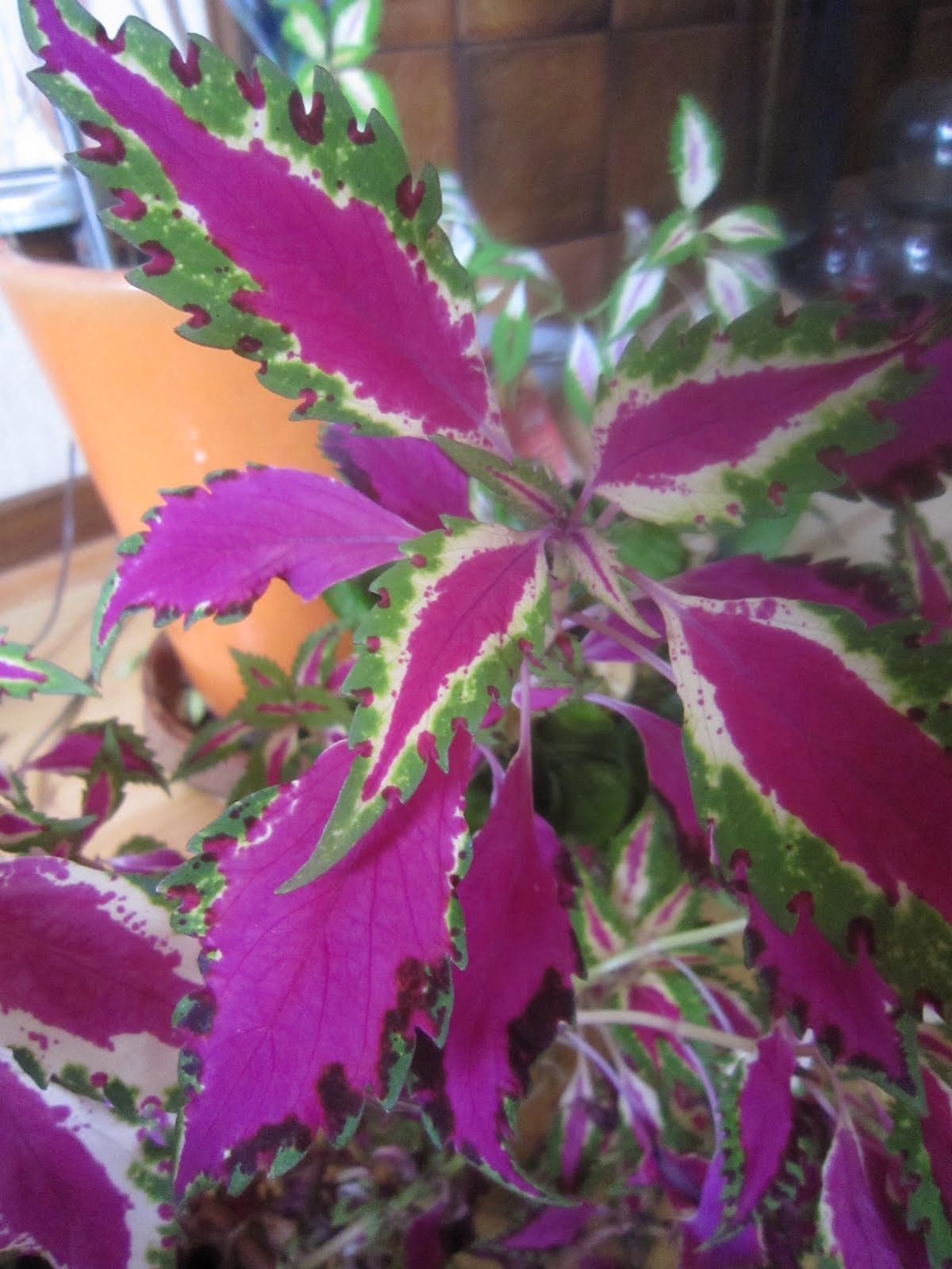 Chuck Does Art: Changing Coleus Colors with Sunlight Levels (growing in ...