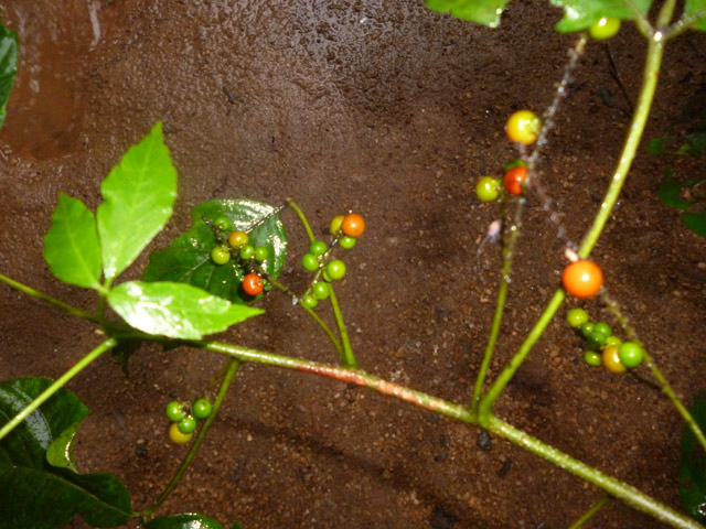 Tit Berry - Kobbe or Mudu Kobba | SL Flora