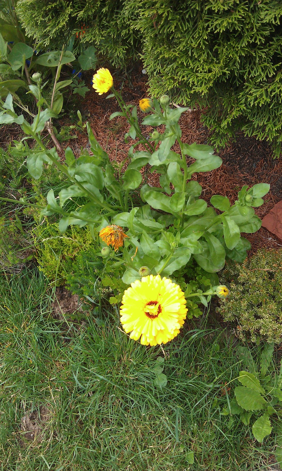 Smidgen Cakes: With Silver Bells and Cockle Shells...