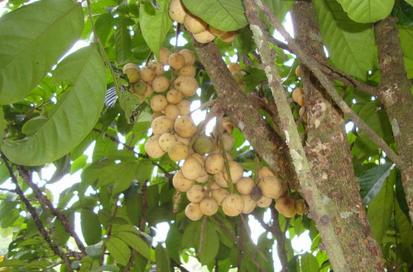 Indonesian Food and Forage: There are no Duku and Rambutan Season