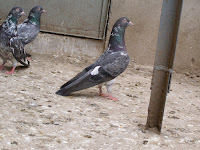 Pakistani Tipplers (Kabootar Baaz) | UK & USA Pigeons | Fancy Pigeons ...