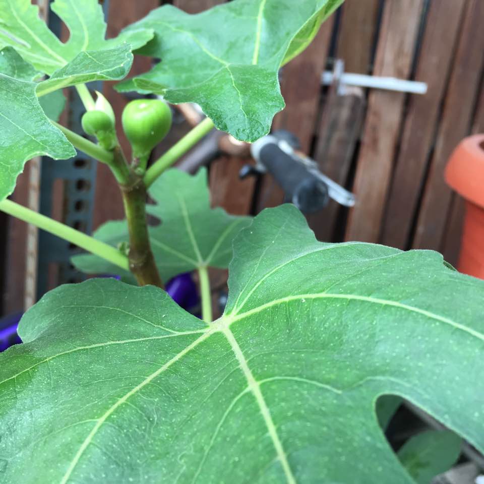 Agnes' Diary & More...: Taiwan Golden Fig