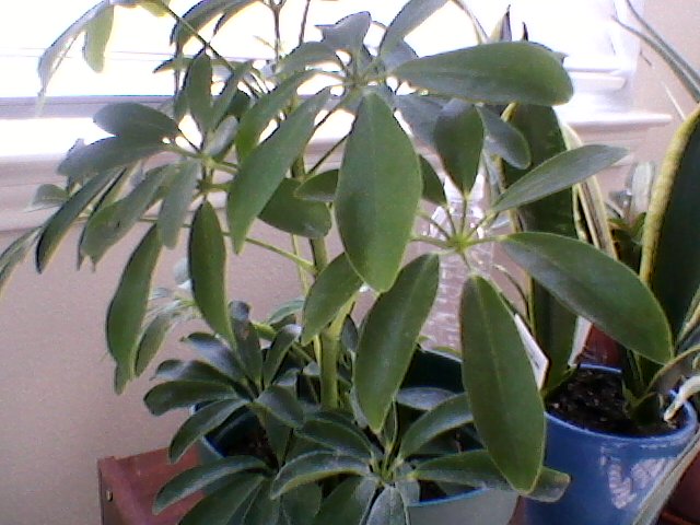 Dynamic Gardening: Philodendron/ Schefflera Update