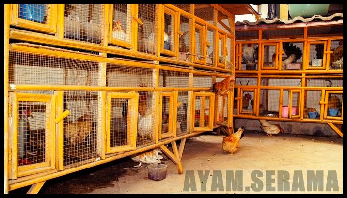 Widdie Serama Farm JEMBER