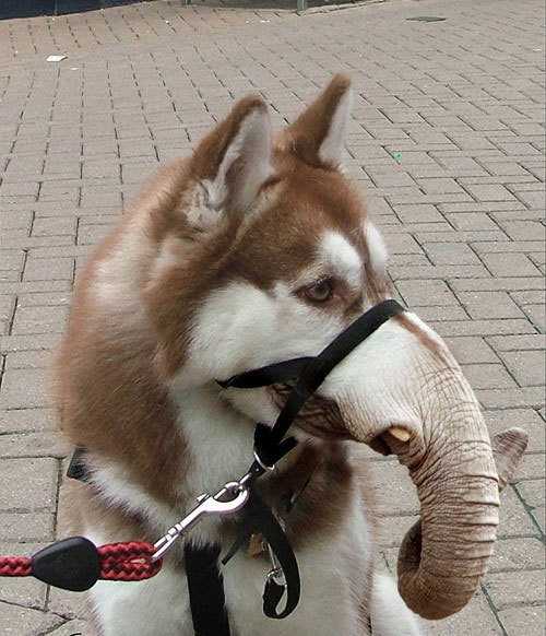 Cute Animals Transformation Photography Illustrations