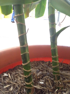 PHILLY TREES: THE JON SPRUCE HOLIDAY GIFT GUIDE