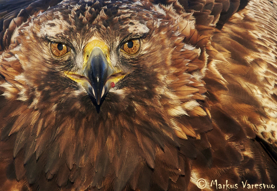 Beauty of Nature : Aquila chrysaetos (Golden eagle)