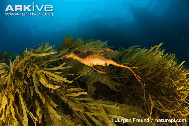 Sweat and Saltwater: The Weedy Sea Dragon