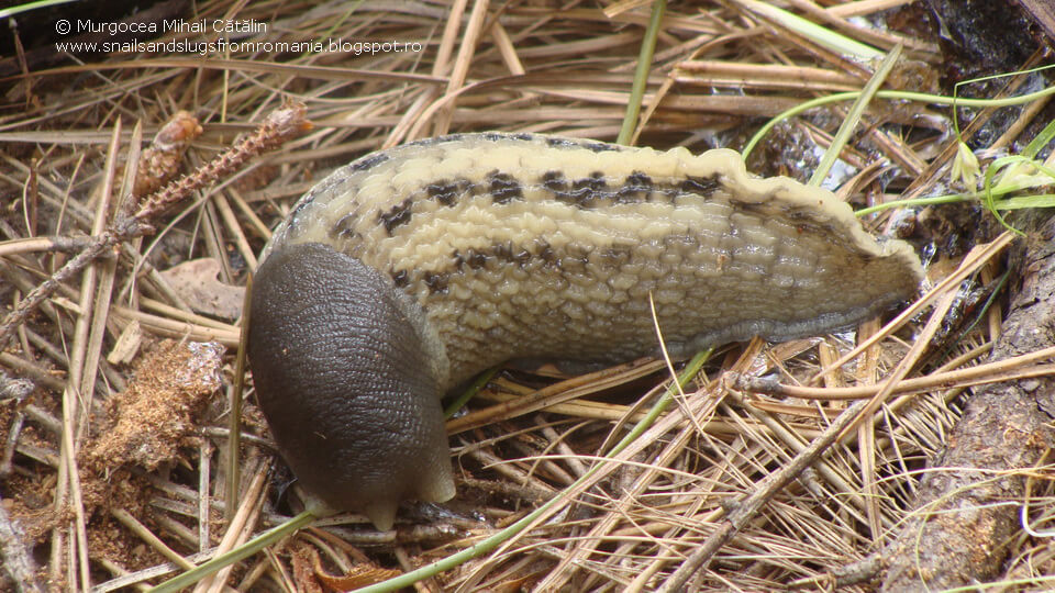 Snails and Slugs from Romania: Limax (Limax) cinereoniger