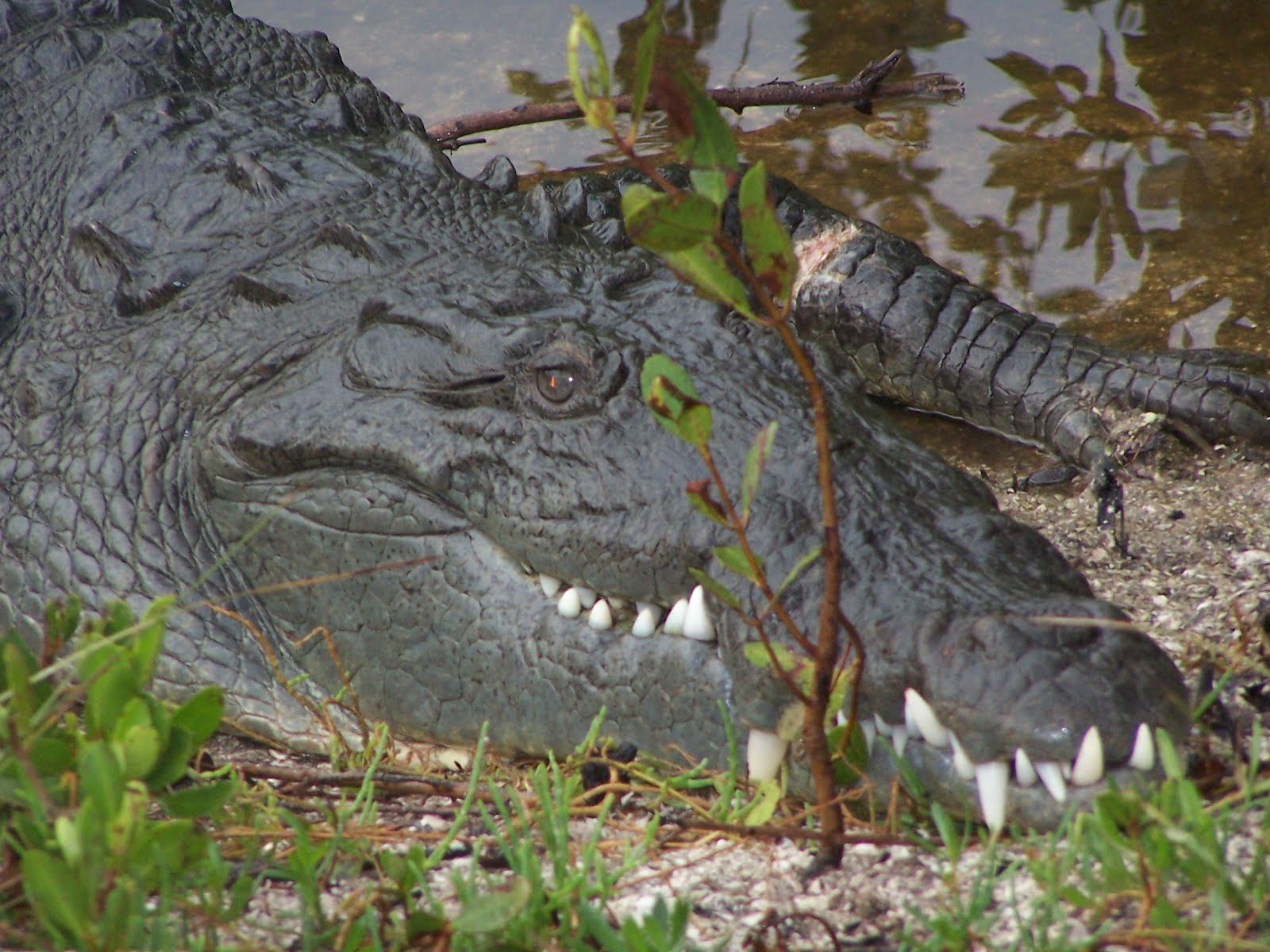 Room 3 OLA, 2012: Gustave the Crocodile: Buddy Writing