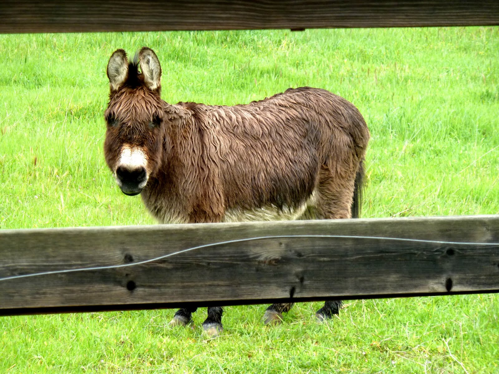 Mini mule vs. mini donkey - Free Speech Horse Forum