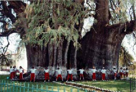 BiOjUnKiEs: EL TULE. El árbol más ancho del mundo.