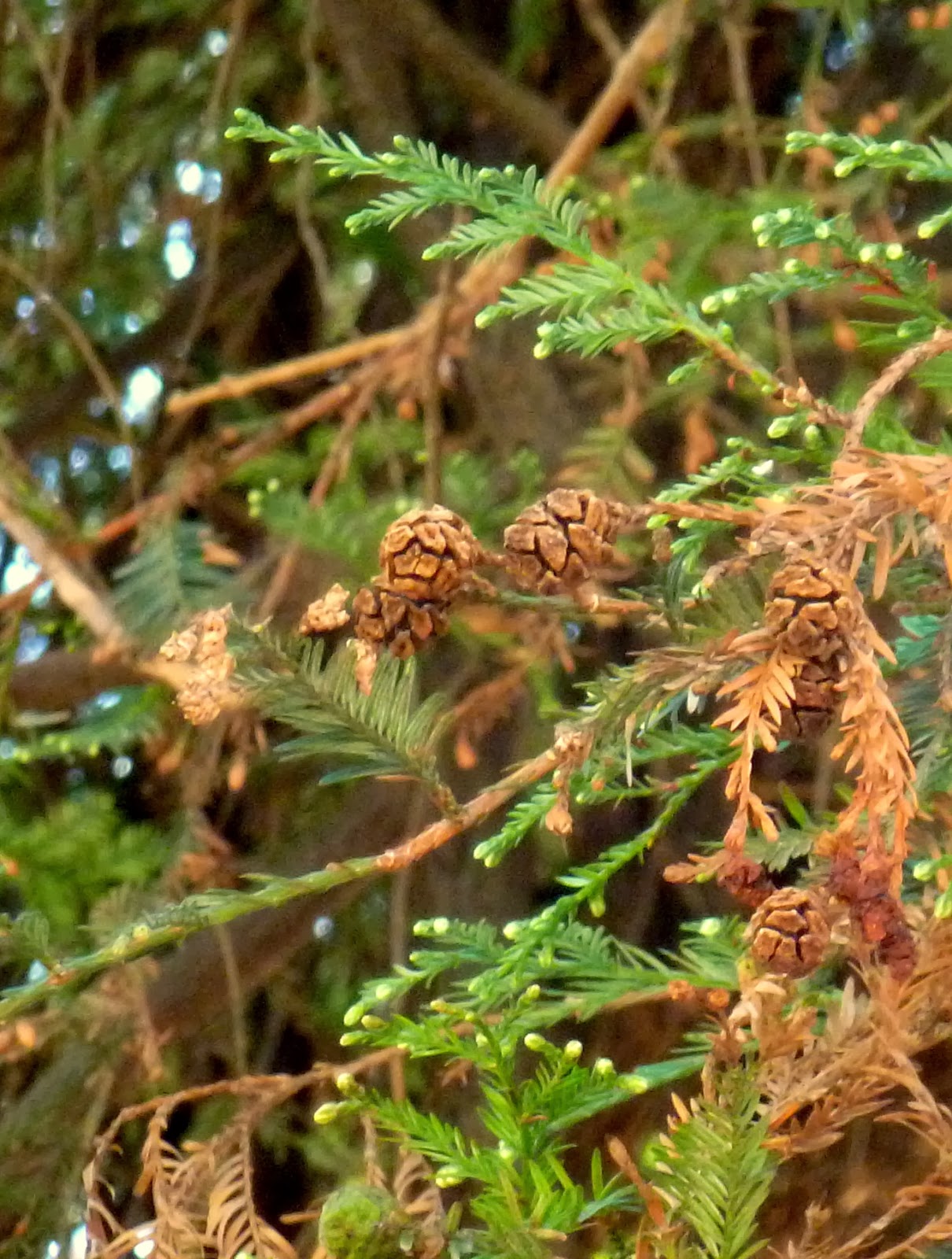Árboles con alma: Sequoya roja. (Sequoia sempervirens)