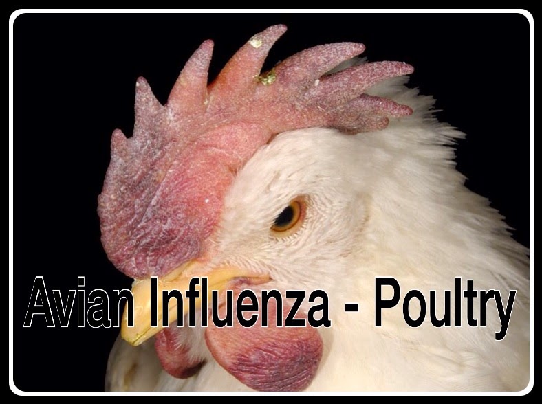 Zoonoses and Public Health: MEAT BORNE - AVIAN INFLUENZA (AI), FOWL ...