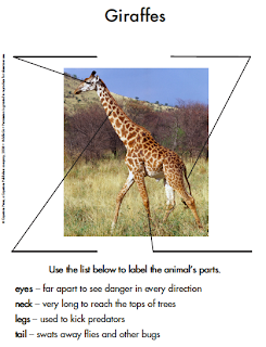 Ms.M's Blog: Animal Reserch Reports