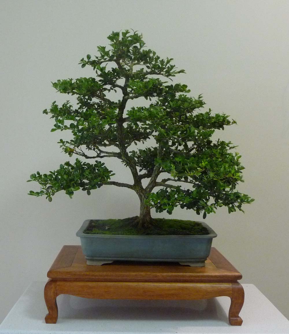 Stephen Cullum's Bonsai & Pottery: Post 6 - Japanese Box & new ...