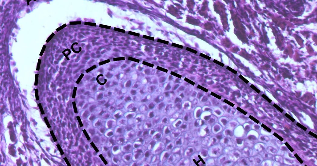 The Quest for Height: Grow Taller | Increase Height | Bone Size ...