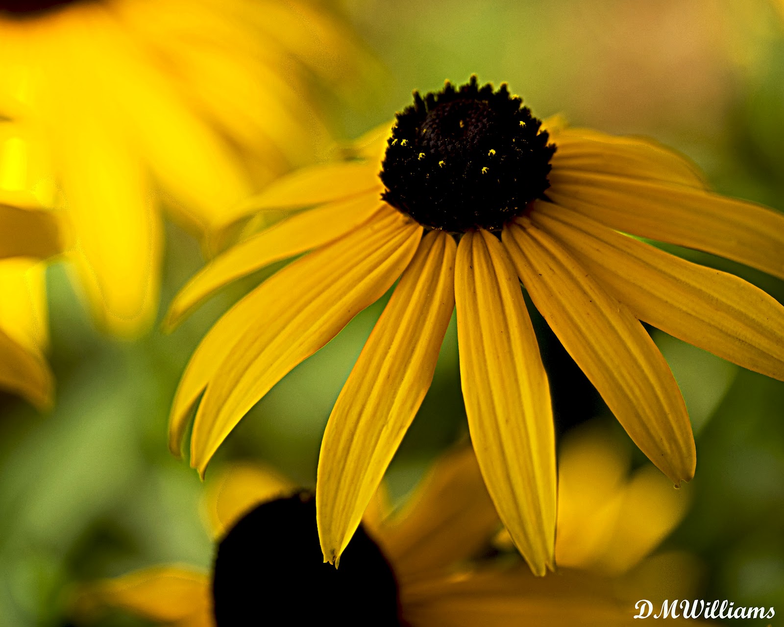 Hanging On The Laundry Line Black Eyed Susans hanging-on-the-laundry-line-black-eyed-susans