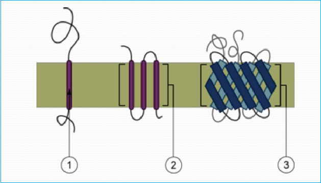 Membrane cellulaire Définition et Structure avec Schémas | Bio faculté