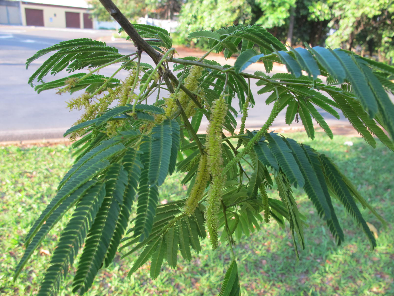 Fabaceae - Leguminosae no Brasil: Fabaceae - Parapiptadenia rigida ...