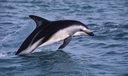 The Dusky Dolphin | Photos and Info-Facts | The Wildlife
