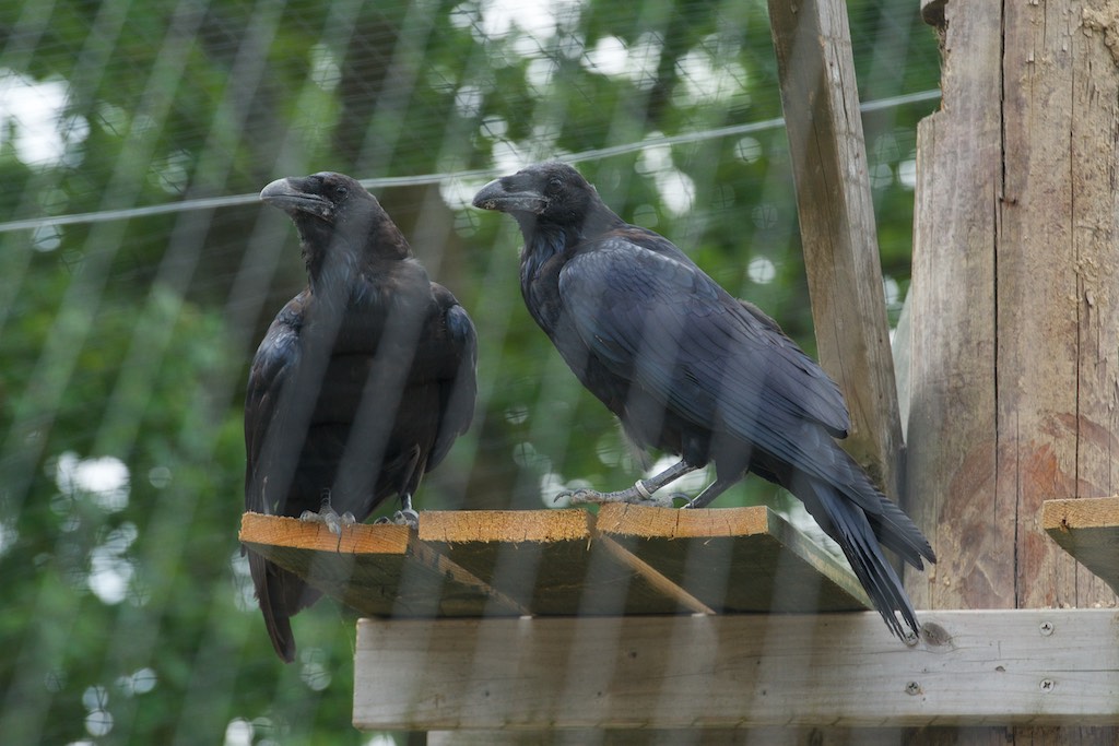 British Wildlife Centre ~ Keeper's Blog: Ravens on Display