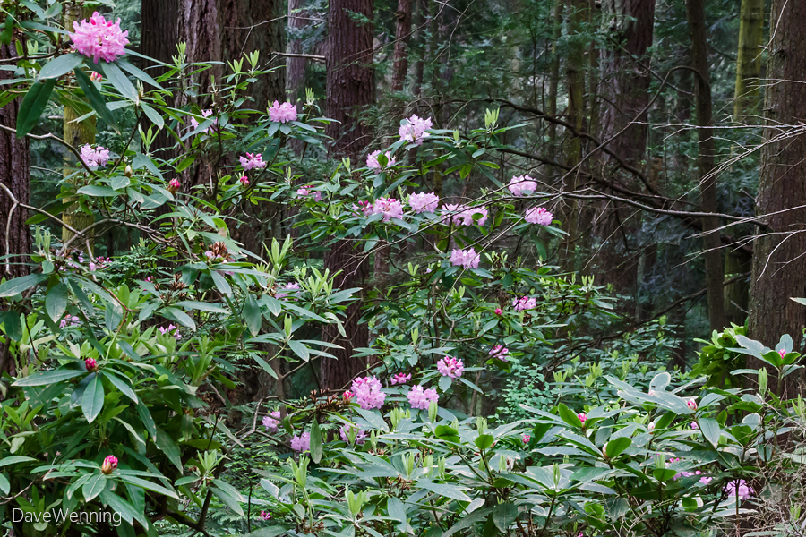 The Rhododendron Trail