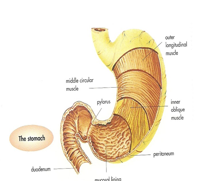 WHAT IS INSIDE THE STOMACH? ~ Tell Me What