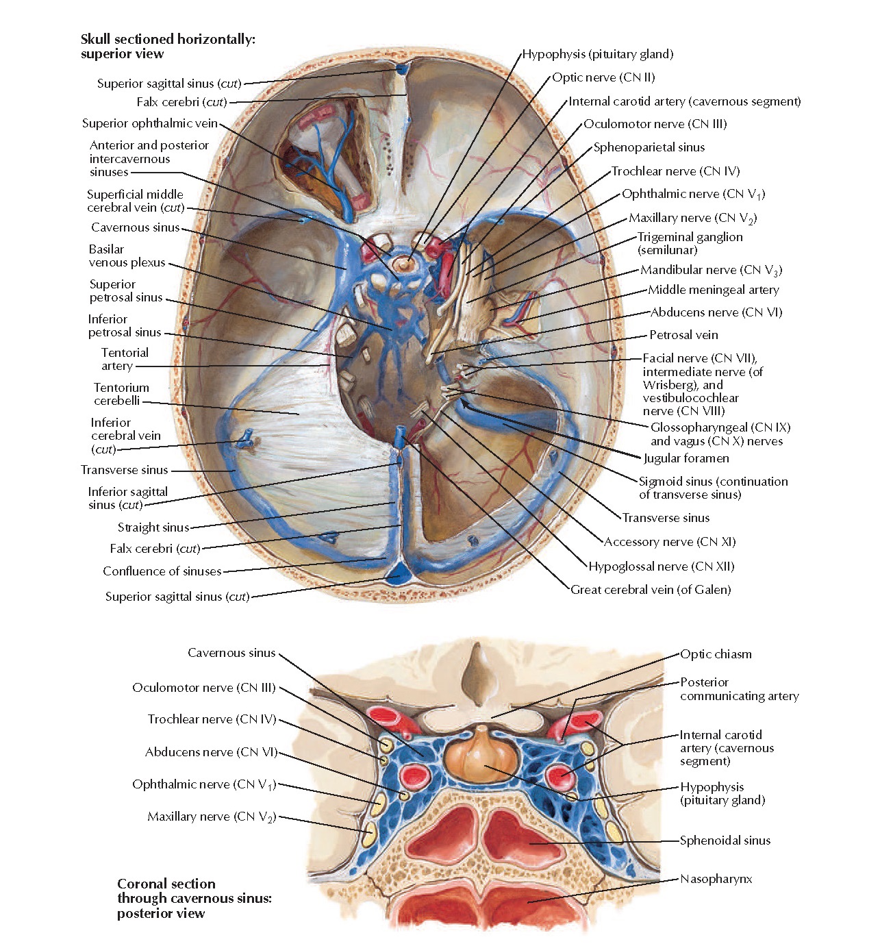 Straight Sinus Cadaver