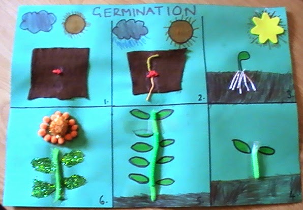 Iman's Home-School: Plant Life Cycle Posters
