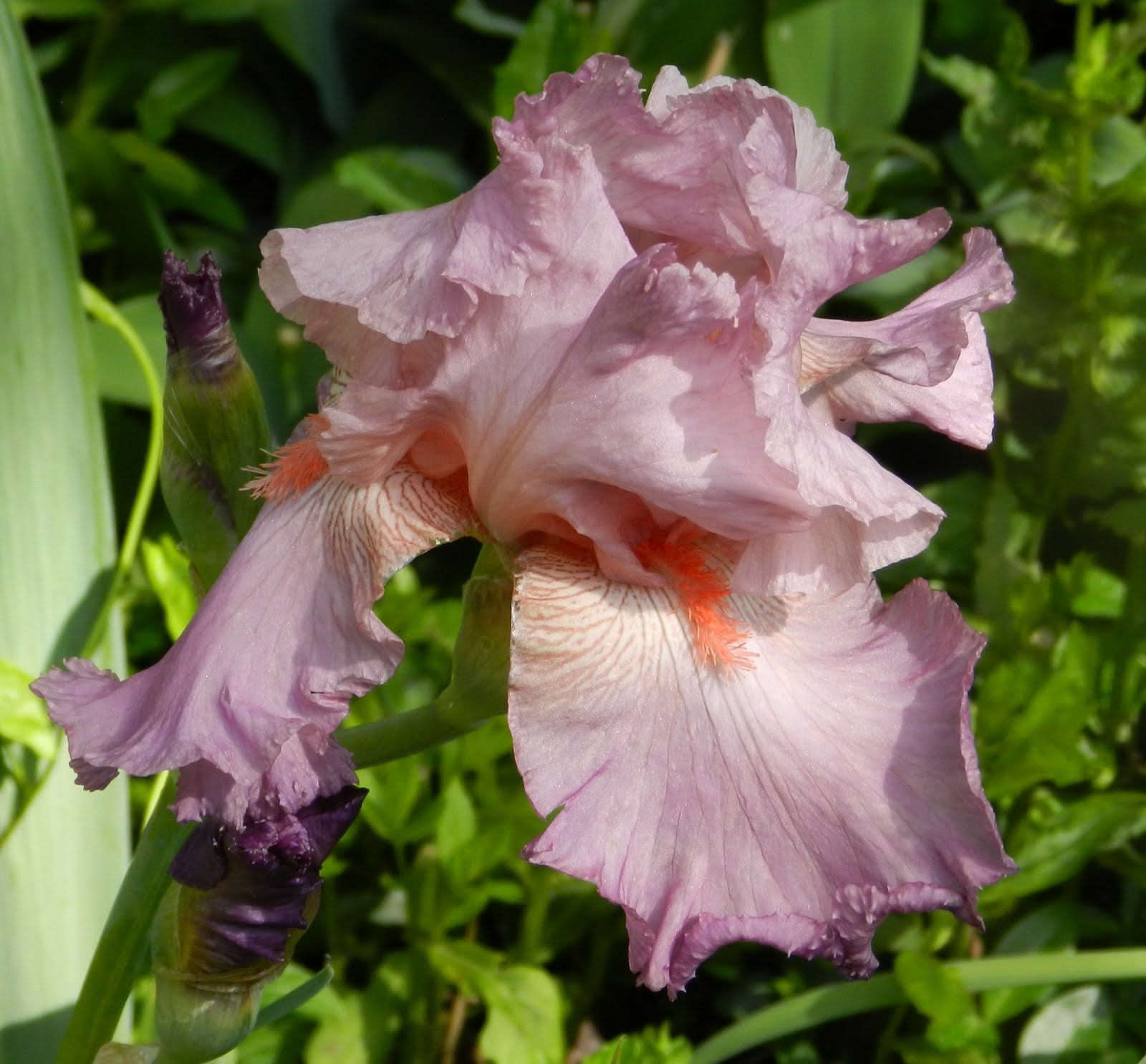 For the Love of Gardening: Iris Mania