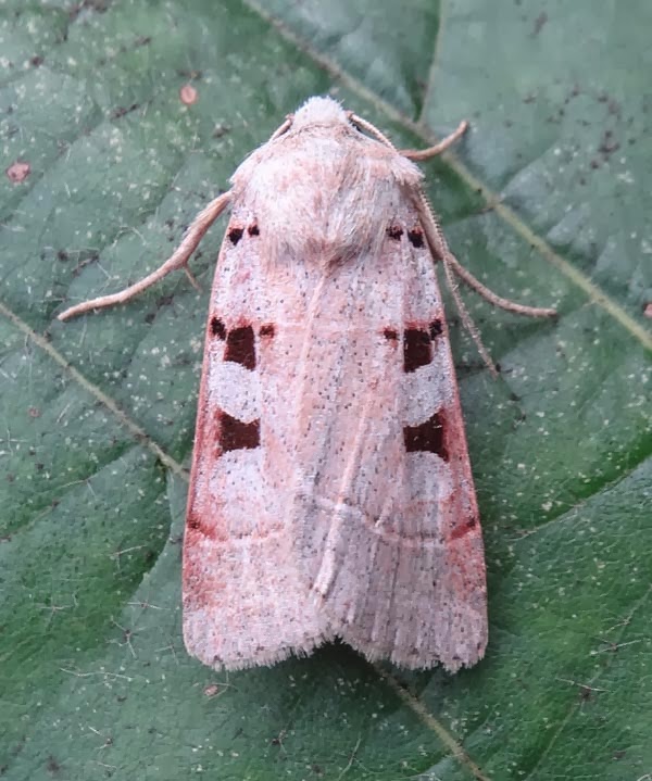 MERSEA WILDLIFE: AUTUMN MOTHS