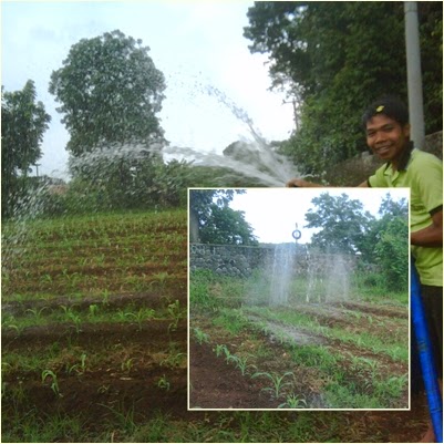Kegiatan on farm ~ Teknik Produksi Benih (TPB)