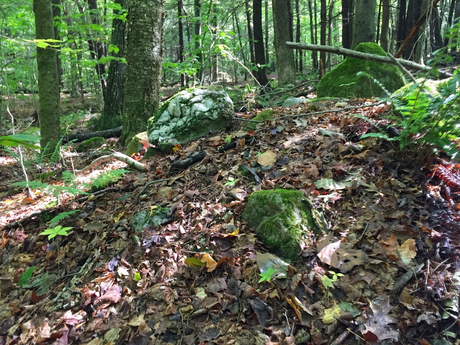 A New England Woodland: September 2016